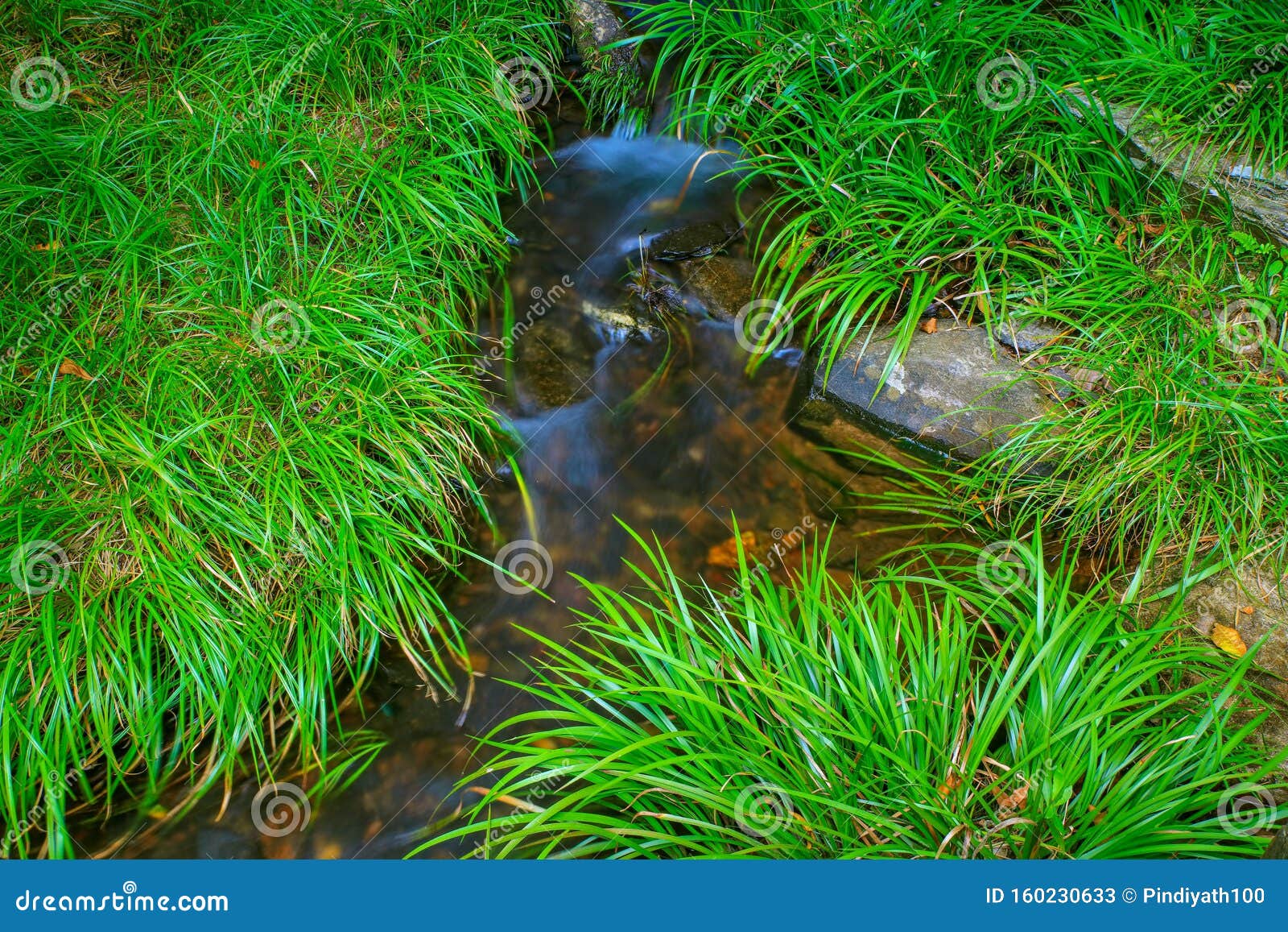Tall Green Grass Covered Tiny Tropical Stream Stock Image - Image of ...