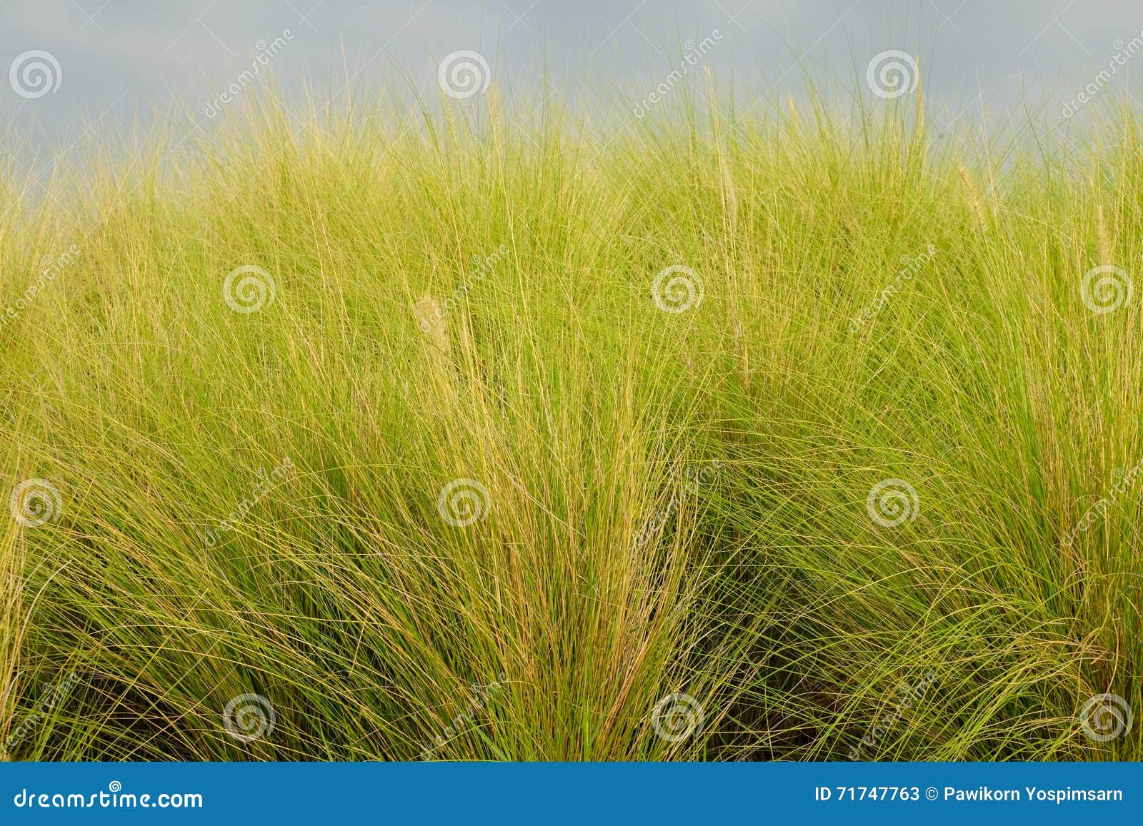 Tall green grass field stock image. Image of plant, closeup - 71747763