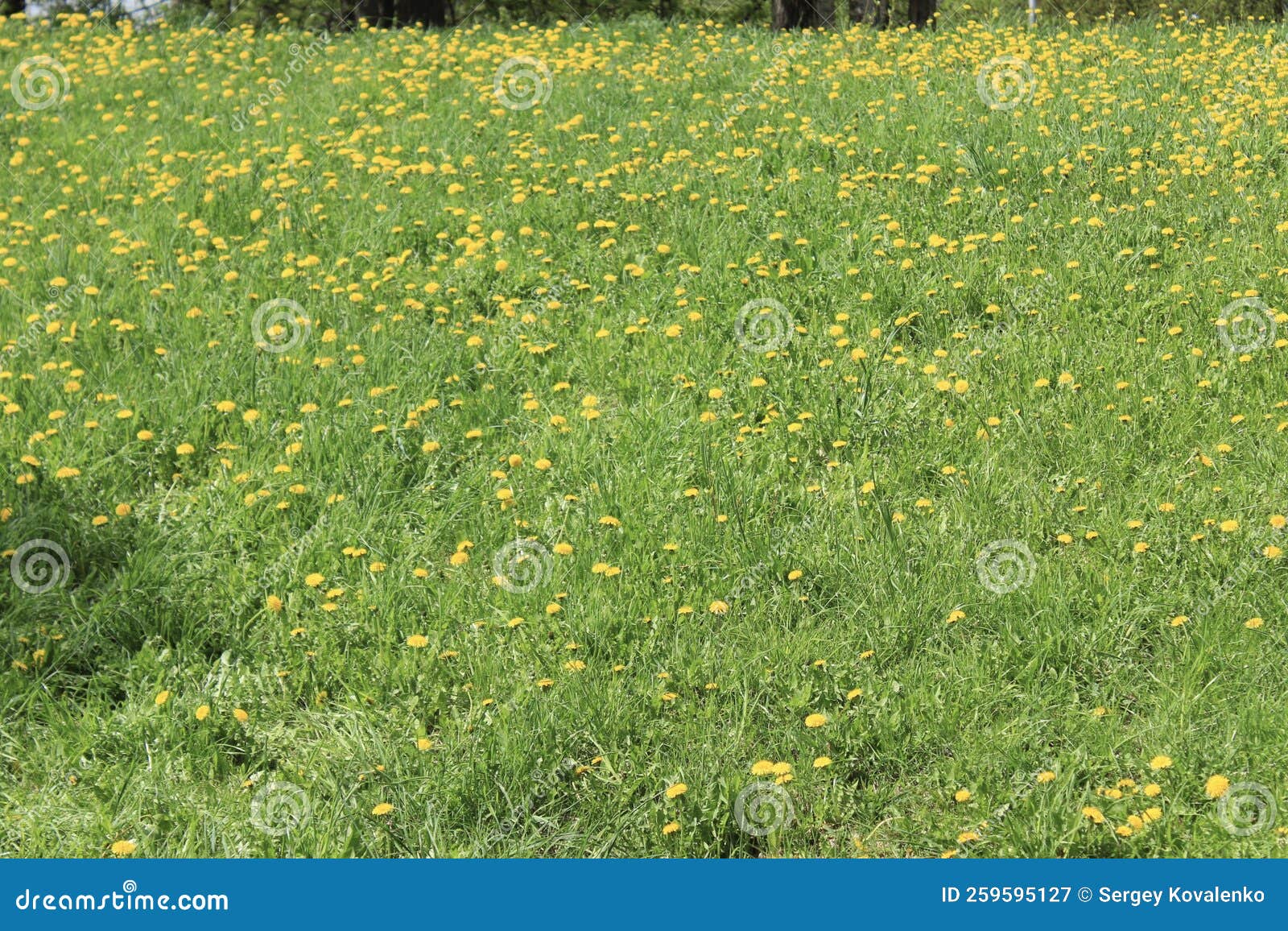 Little Yellow Flowers on the Lawn. Stock Image - Image of lawn, flowers ... Little Yellow Flowers on the Lawn. Stock Image - Image of lawn, flowers ...