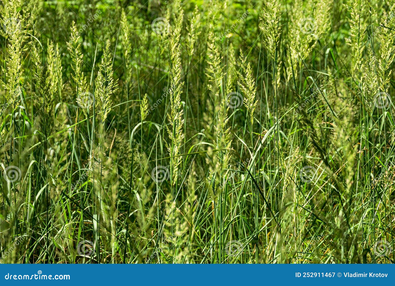 Tall green grass stock image. Image of outdoor, grow - 252911467