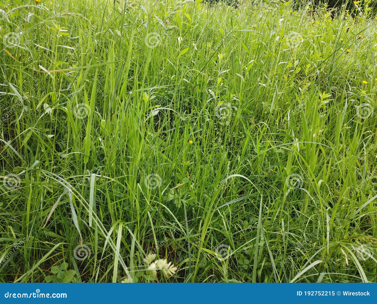 Tall green grass texture stock image. Image of gardening - 192752215