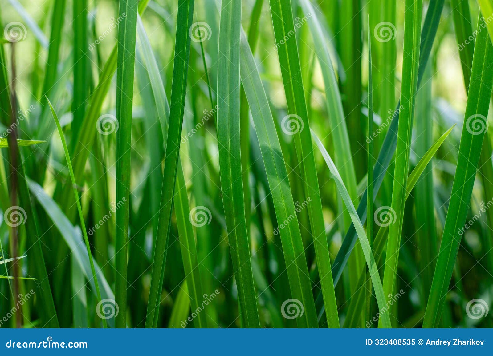 Tall Green Grass. Texture of a Grass Stem Stock Image - Image of ...