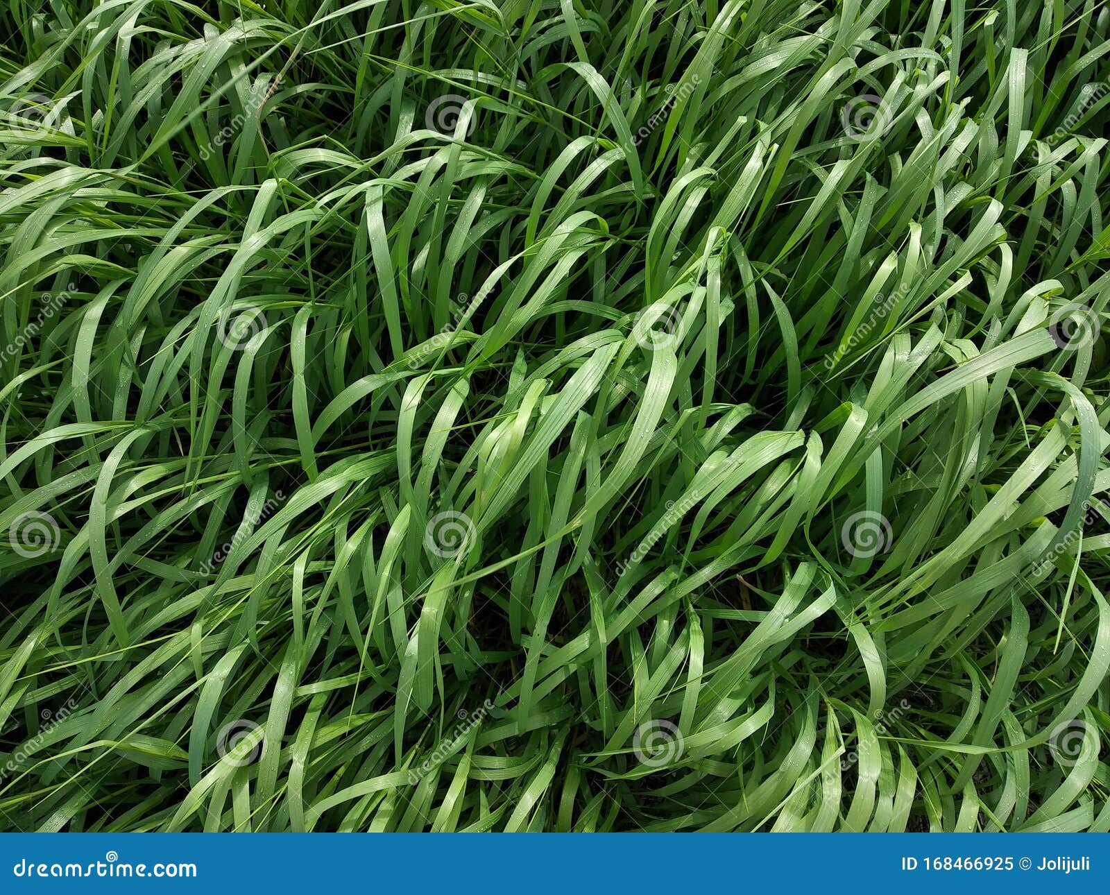 Green grass stock image. Image of walk, tall, natural - 168466925