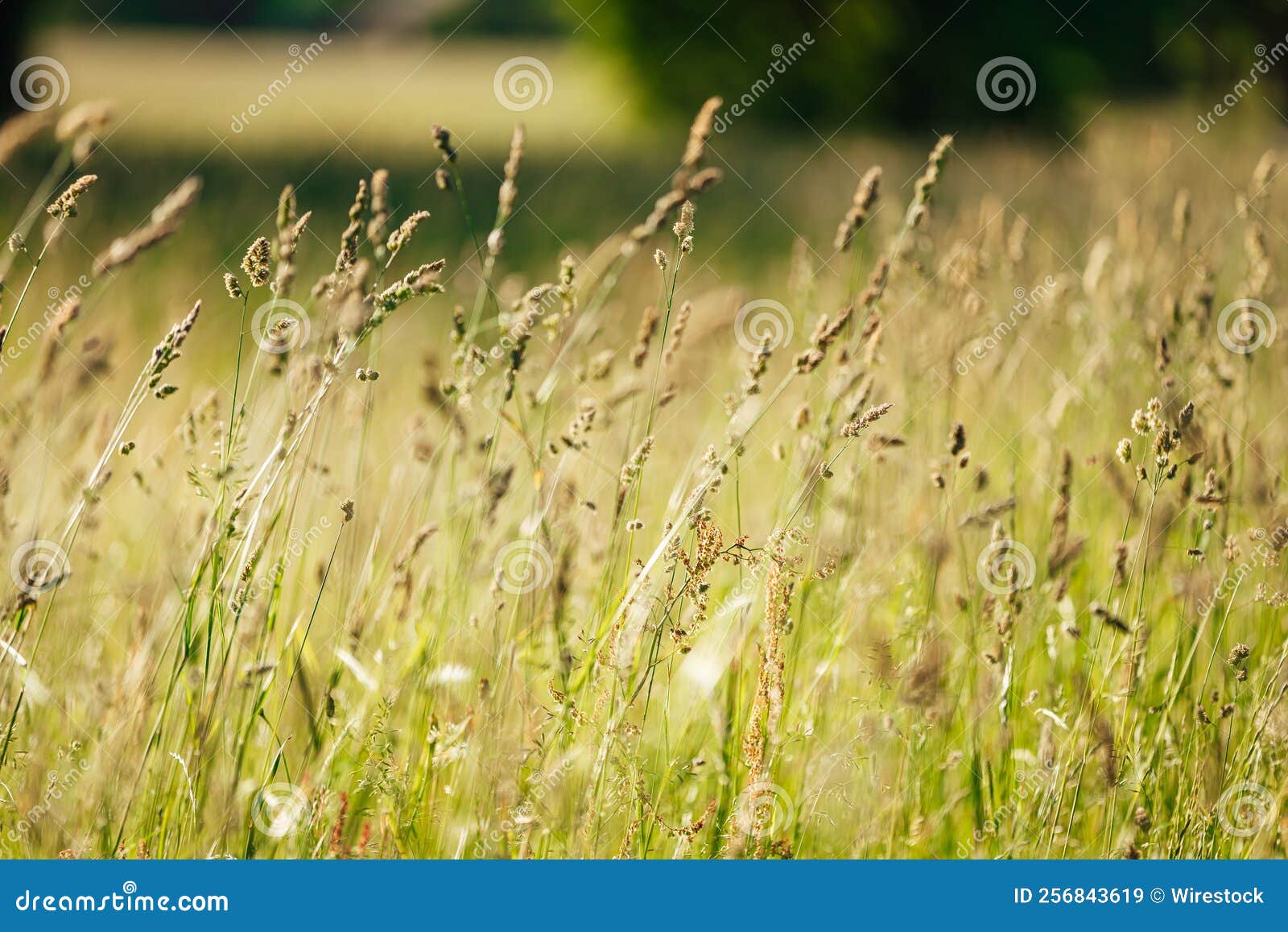 Tall Green Grass with Weeds and Flowers Stock Image - Image of ...