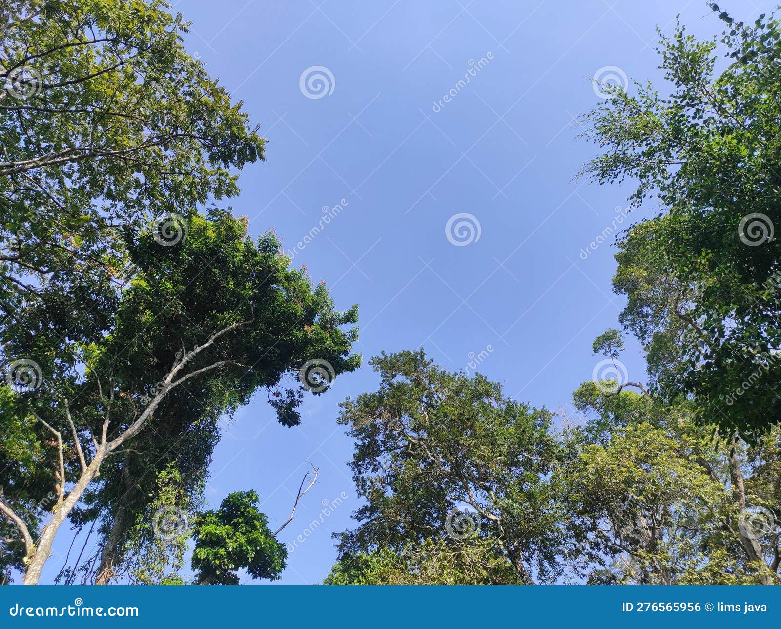Tall Green Leafy Trees Against a Blue Sky Background Stock Photo ...