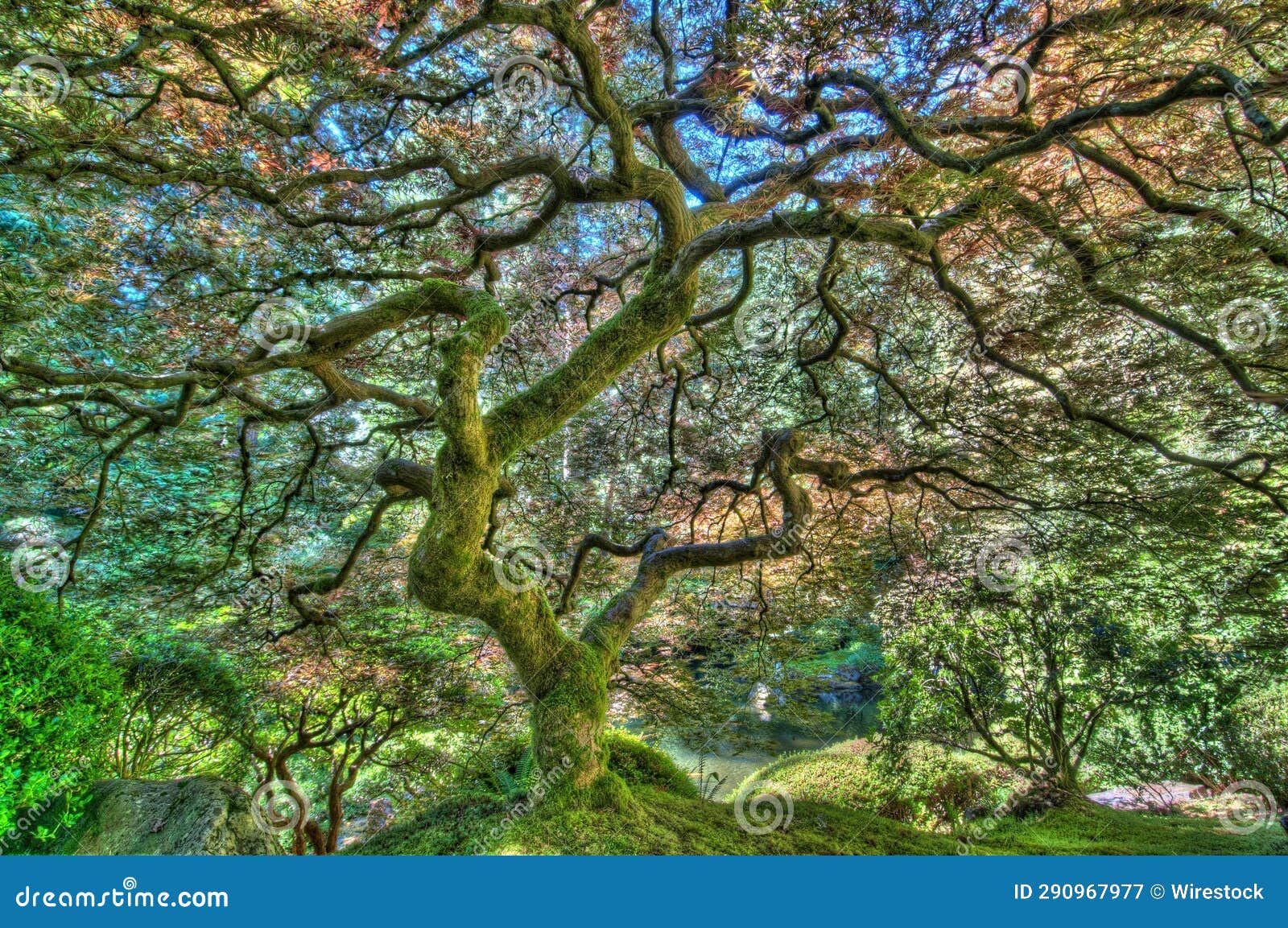 Tall Green Tree with Drooping Mossy Branches Stands Tall in a Lush ...