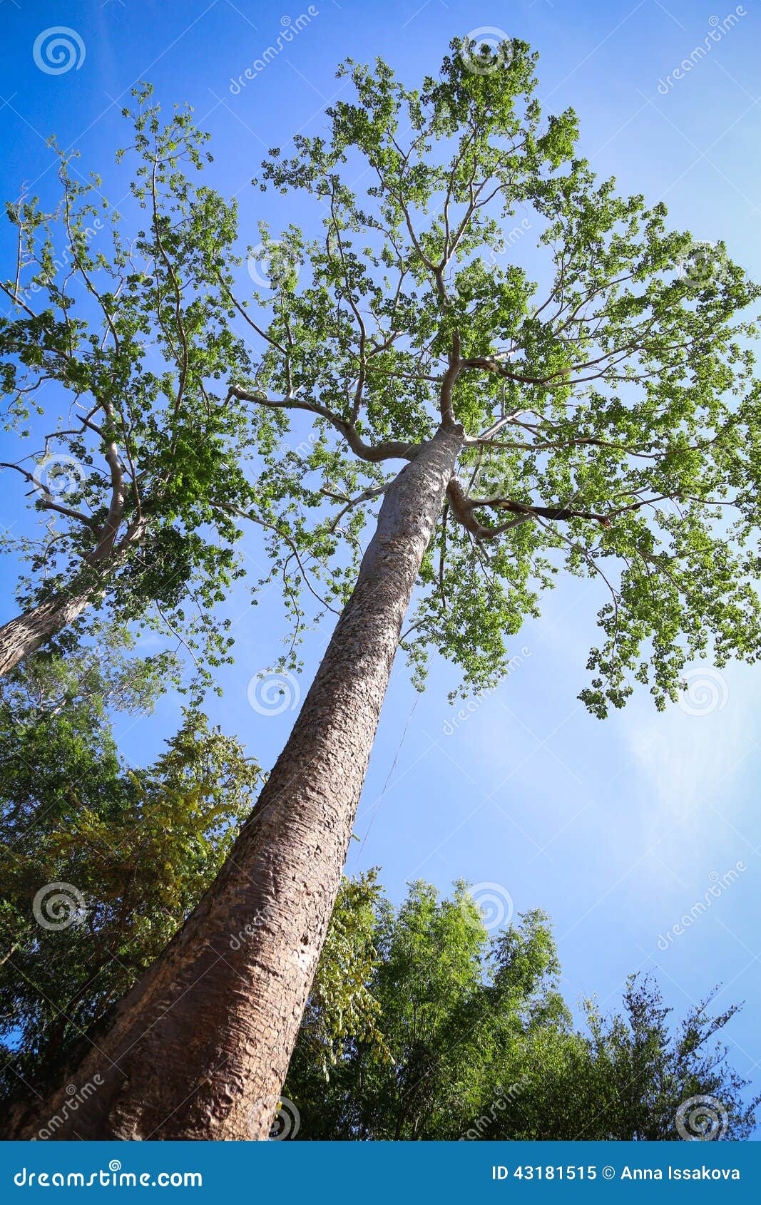 Tall Green Tree in the Forest Stock Image - Image of single, landscape ...