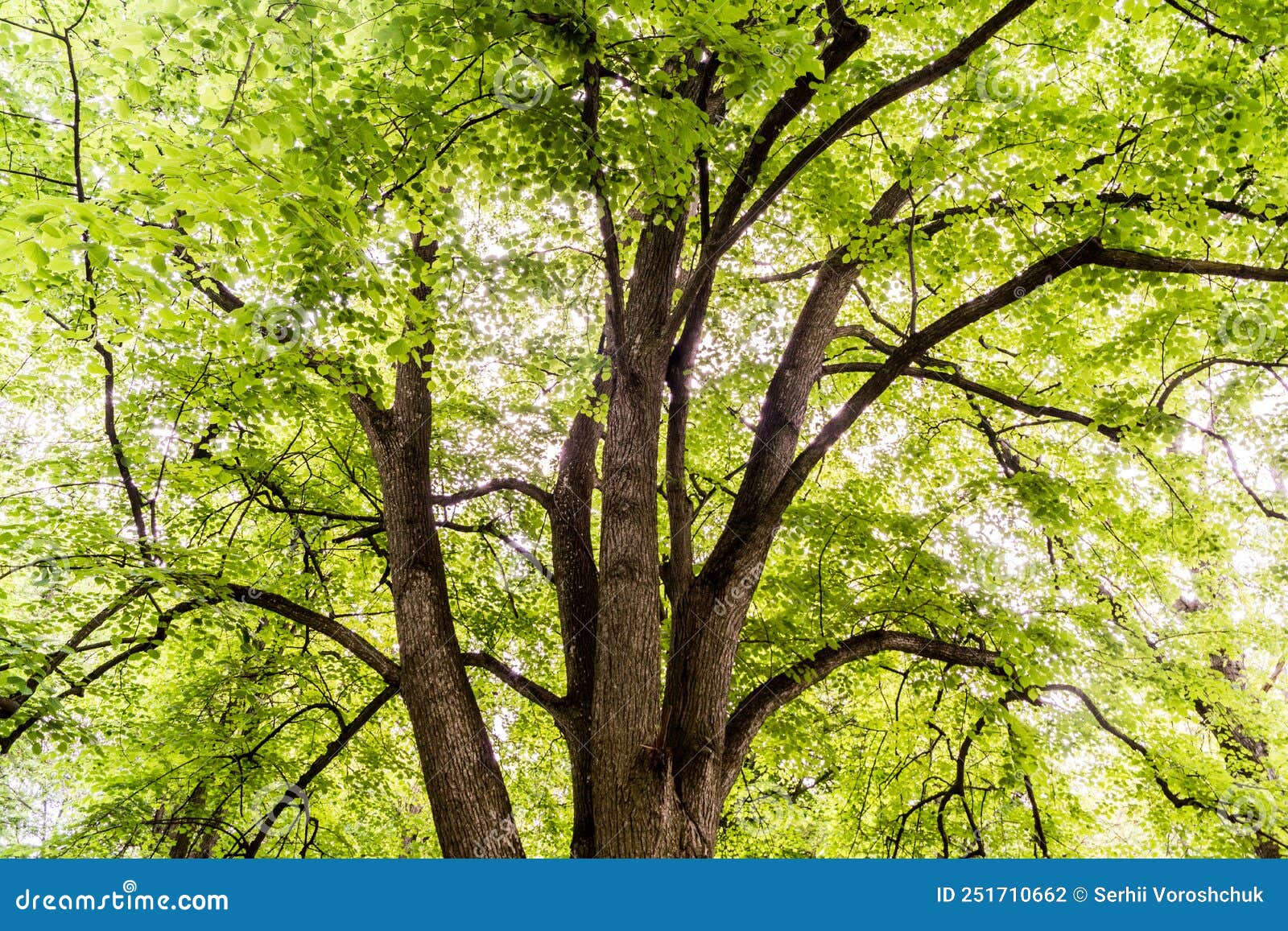 A Tall Green Tree in the Park Stock Photo - Image of leaf, trunk: 251710662