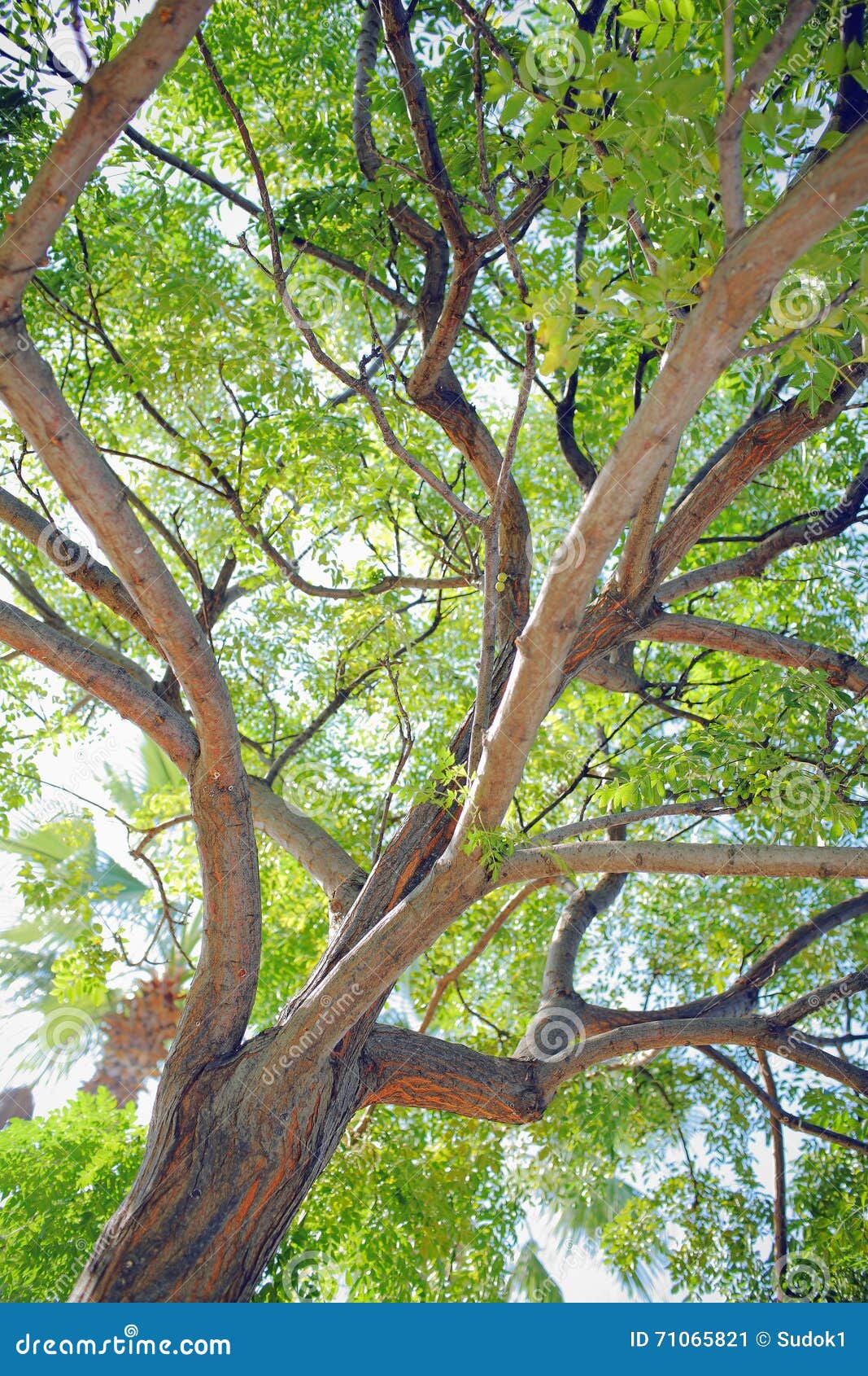 Tall green tree stock image. Image of angle, bark, concept - 71065821