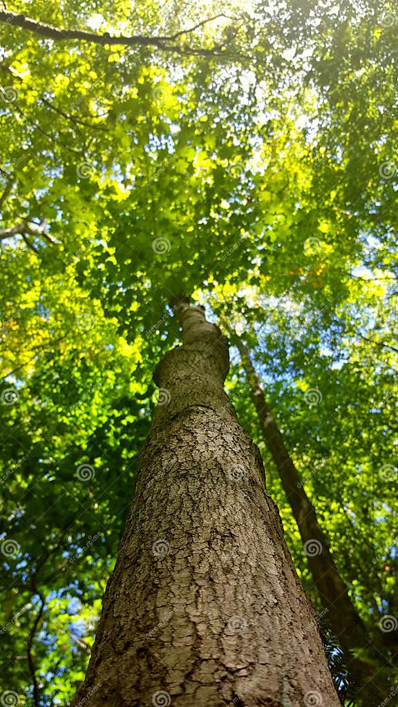 Tall green tree stock image. Image of texture, refocused - 64601337