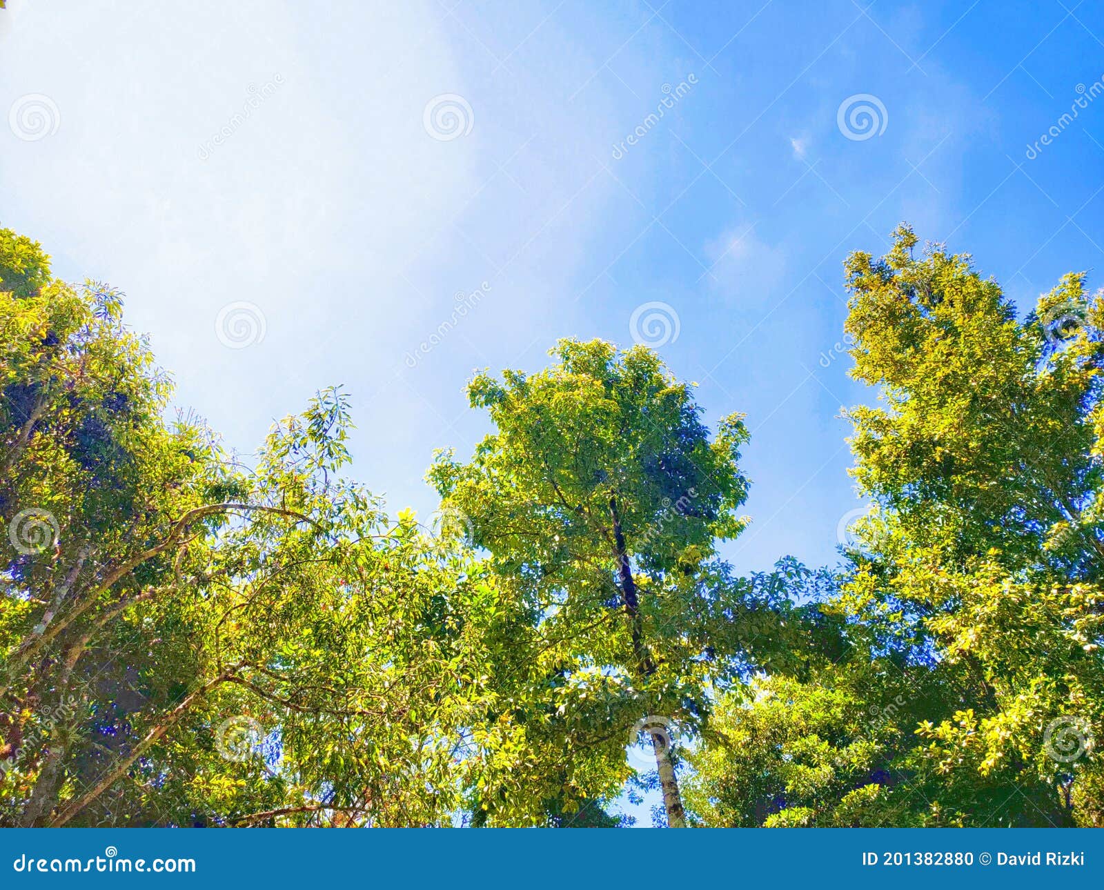 Tall Green Trees stock photo. Image of flower, nature - 201382880