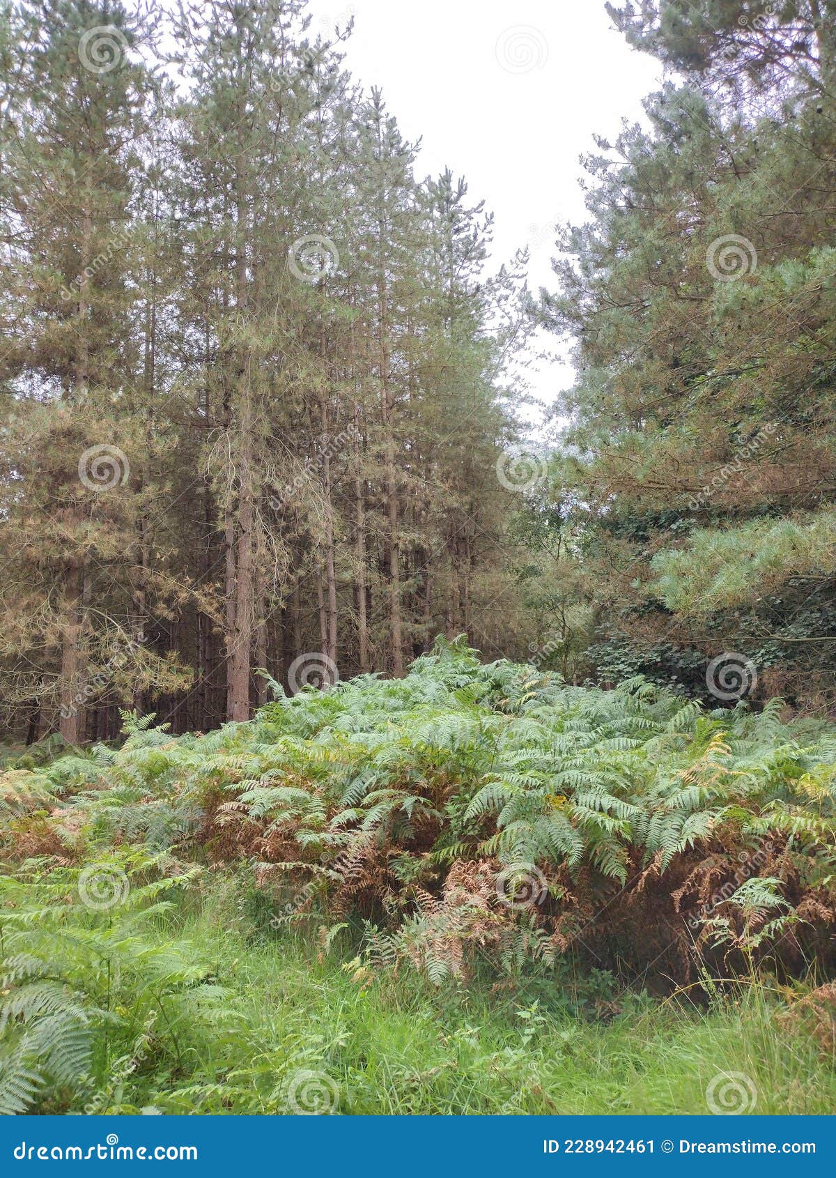 Ferns In A Forest Royalty-Free Stock Photography | CartoonDealer.com ...