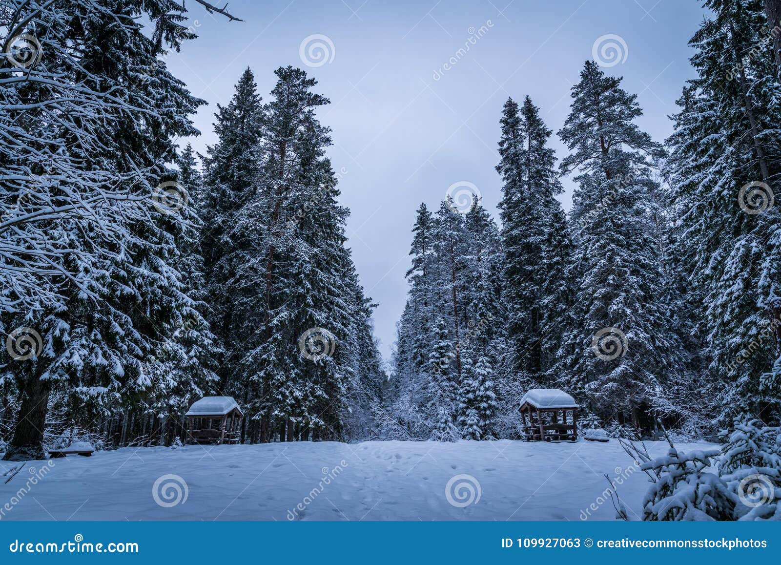 Tall Green Trees Filled With Snows During Winter Picture. Image: 109927063