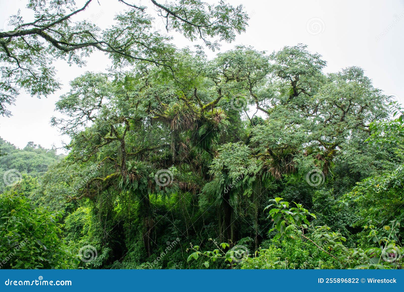 Tall Green Trees in the Forest Stock Photo - Image of landscape, summer ...