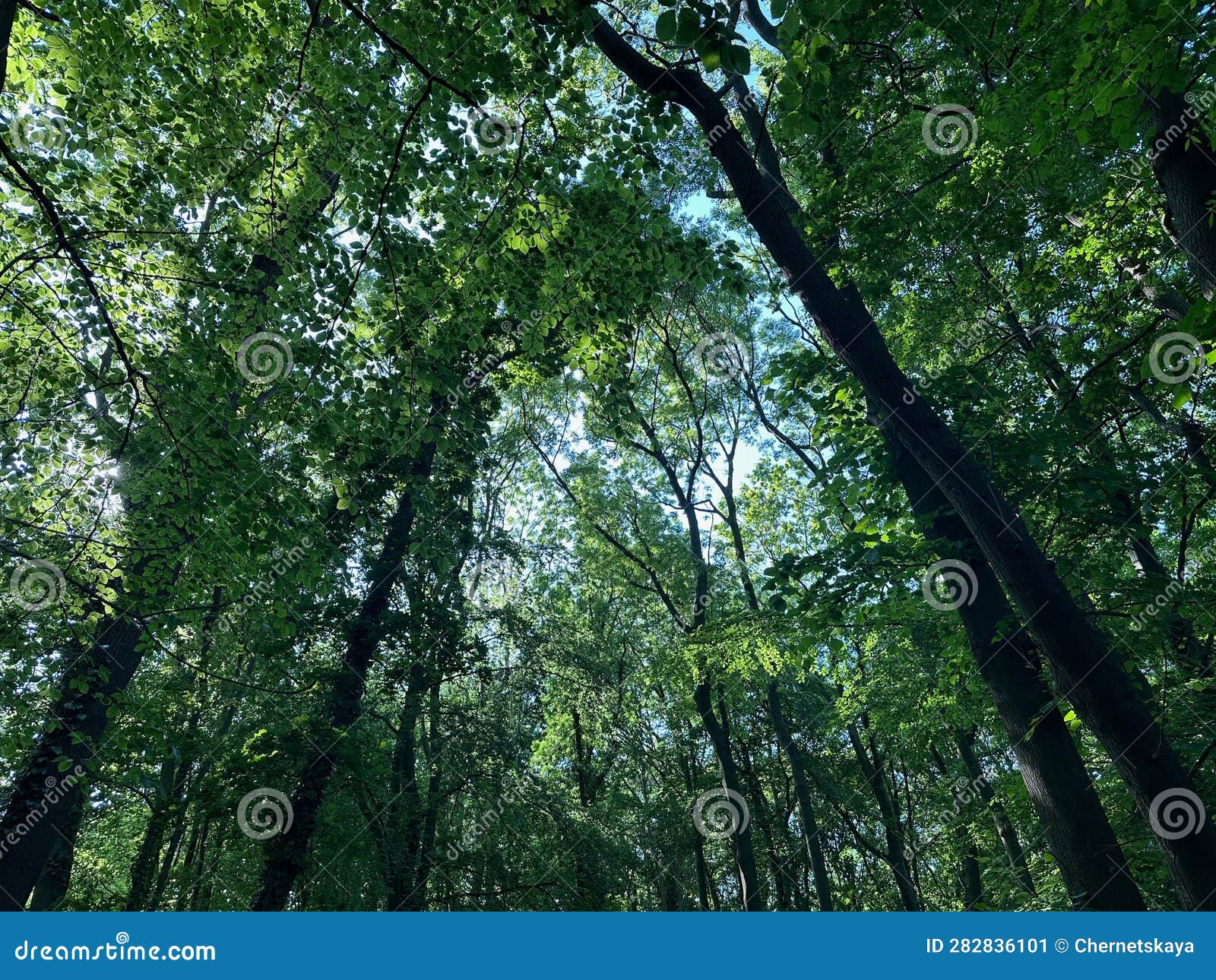 Tall Trees in Forest, Low Angle View Stock Image - Image of outside ...