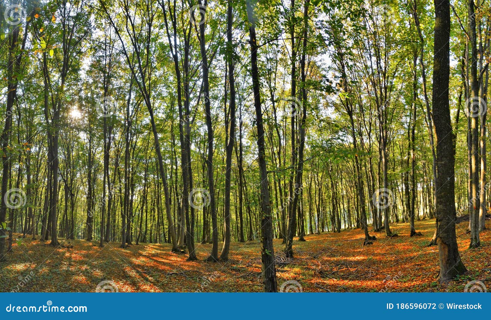 Tall Green Trees in the Forest in Summertime Stock Photo - Image of ...