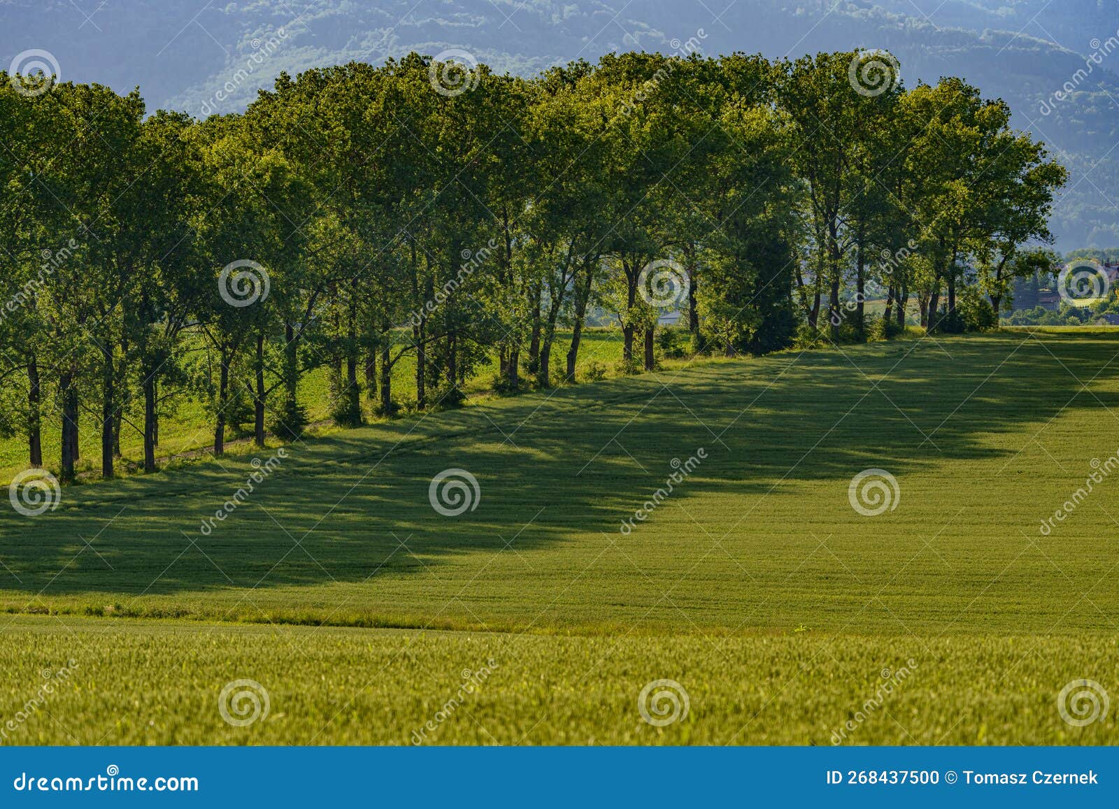 Tall Green Trees Growing in Perfect Order Stock Photo - Image of ...
