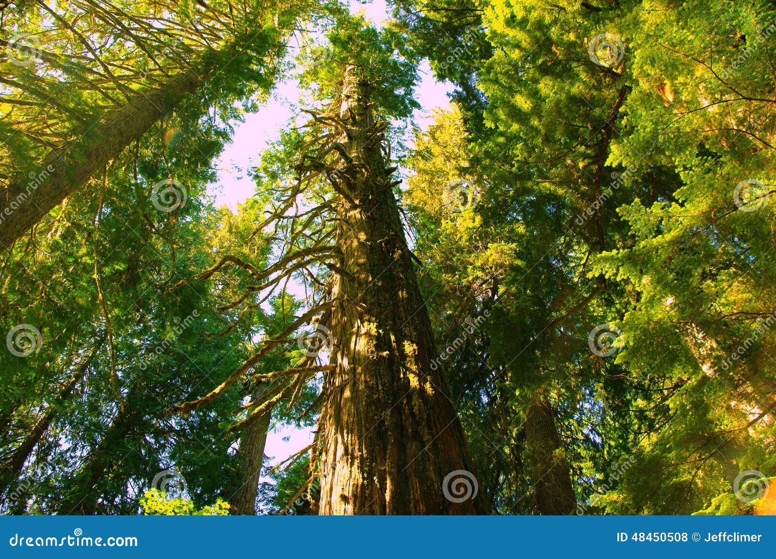 Tall green Trees. stock photo. Image of summer, evergreen - 48450508