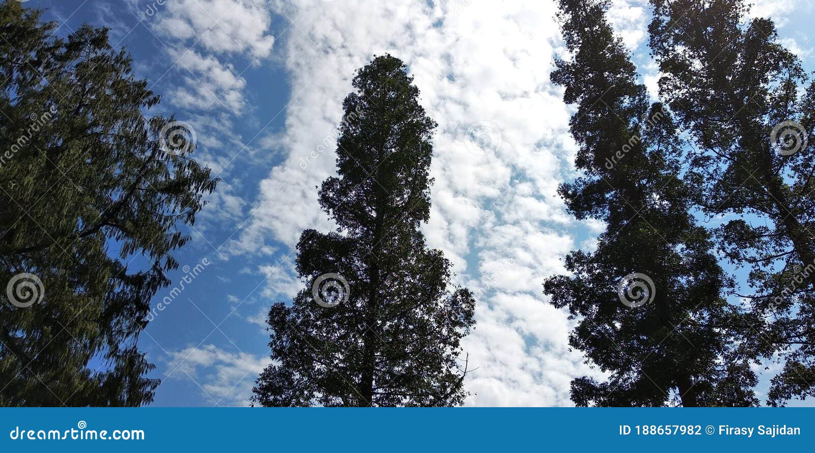 Tall Green Trees stock photo. Image of trees, green - 188657982