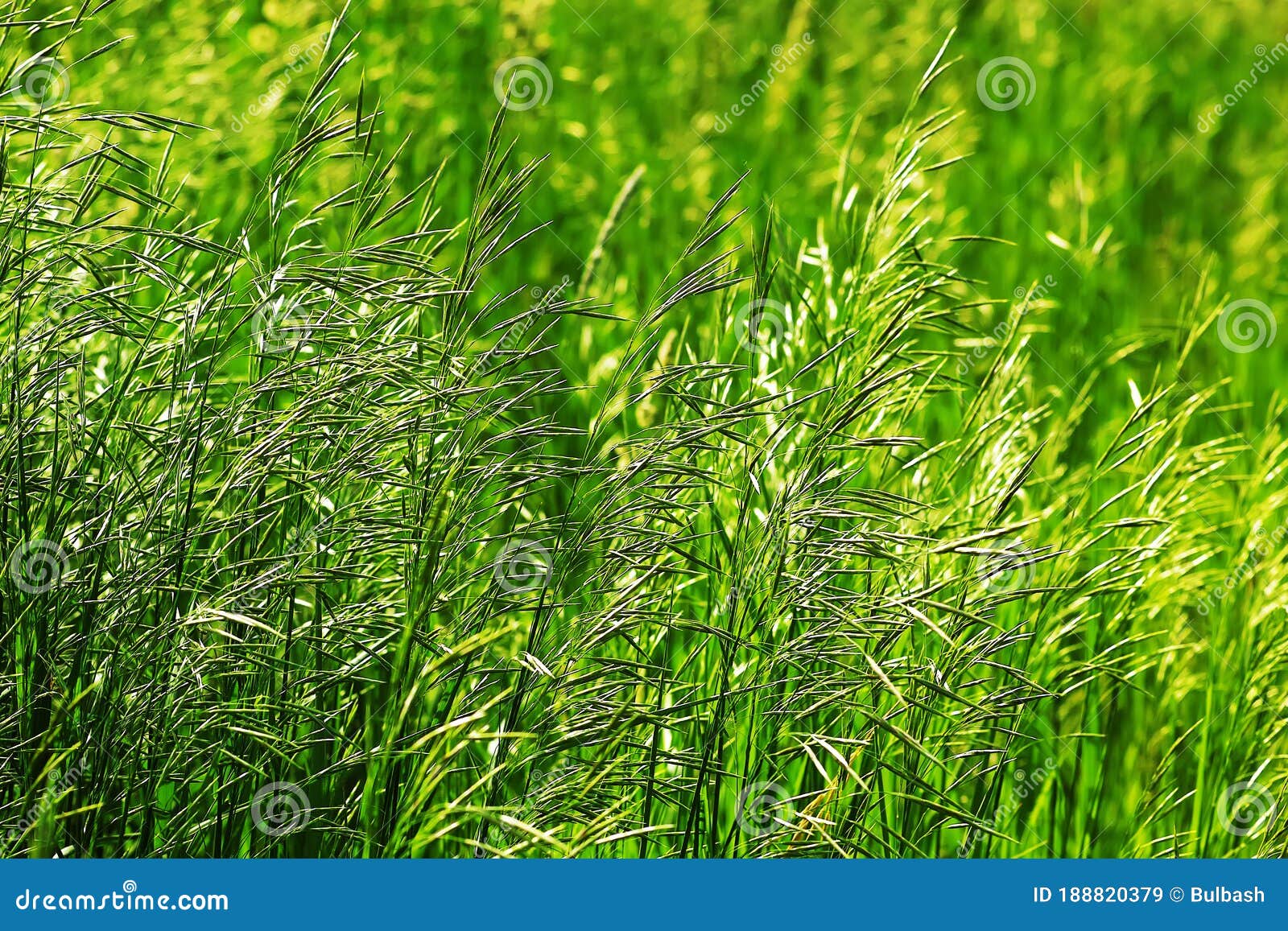 Tall green weed grass stock image. Image of pretty, country - 188820379