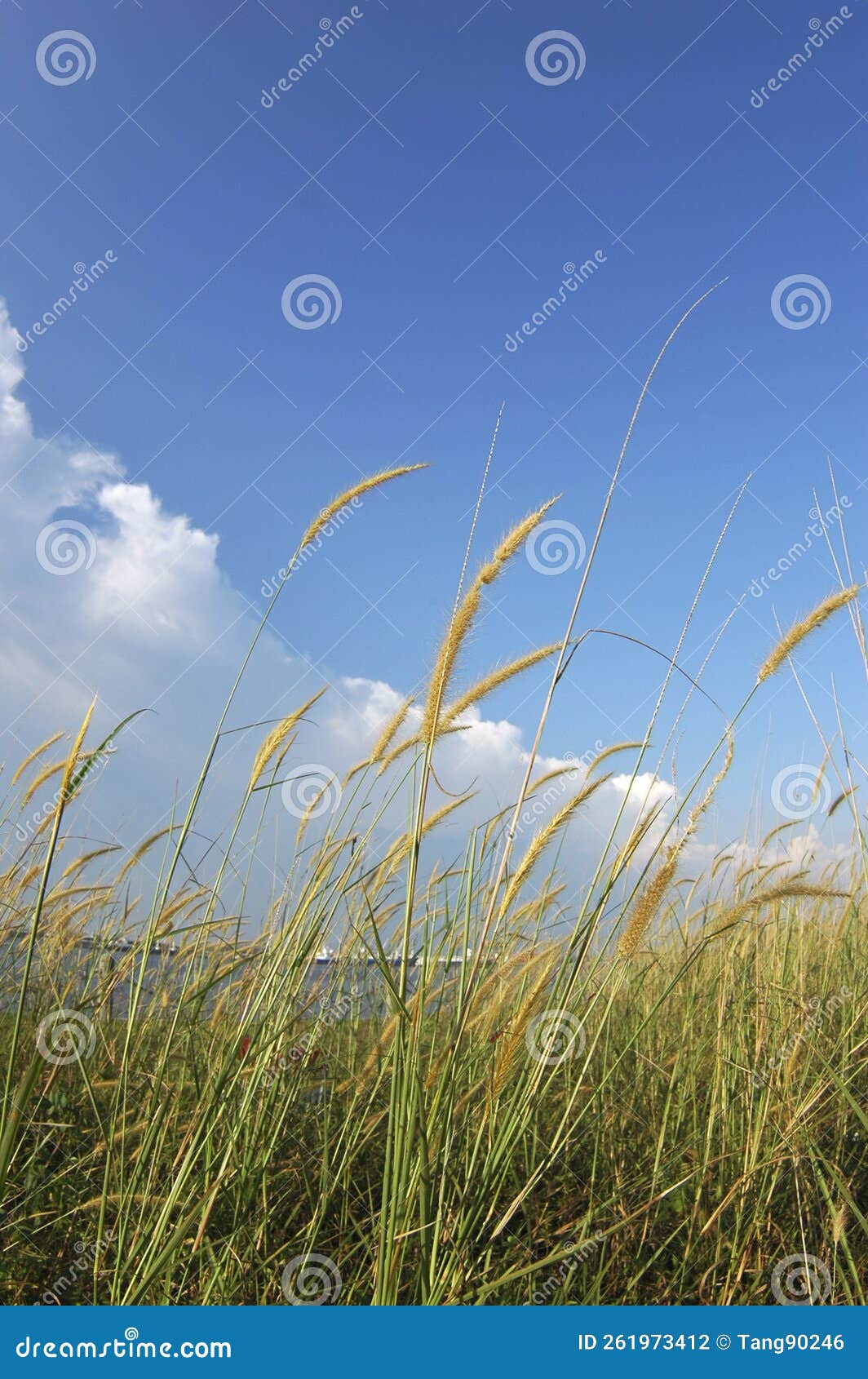 Tall Green Weed Grass Field with Blue Sky Stock Photo - Image of sedge ...