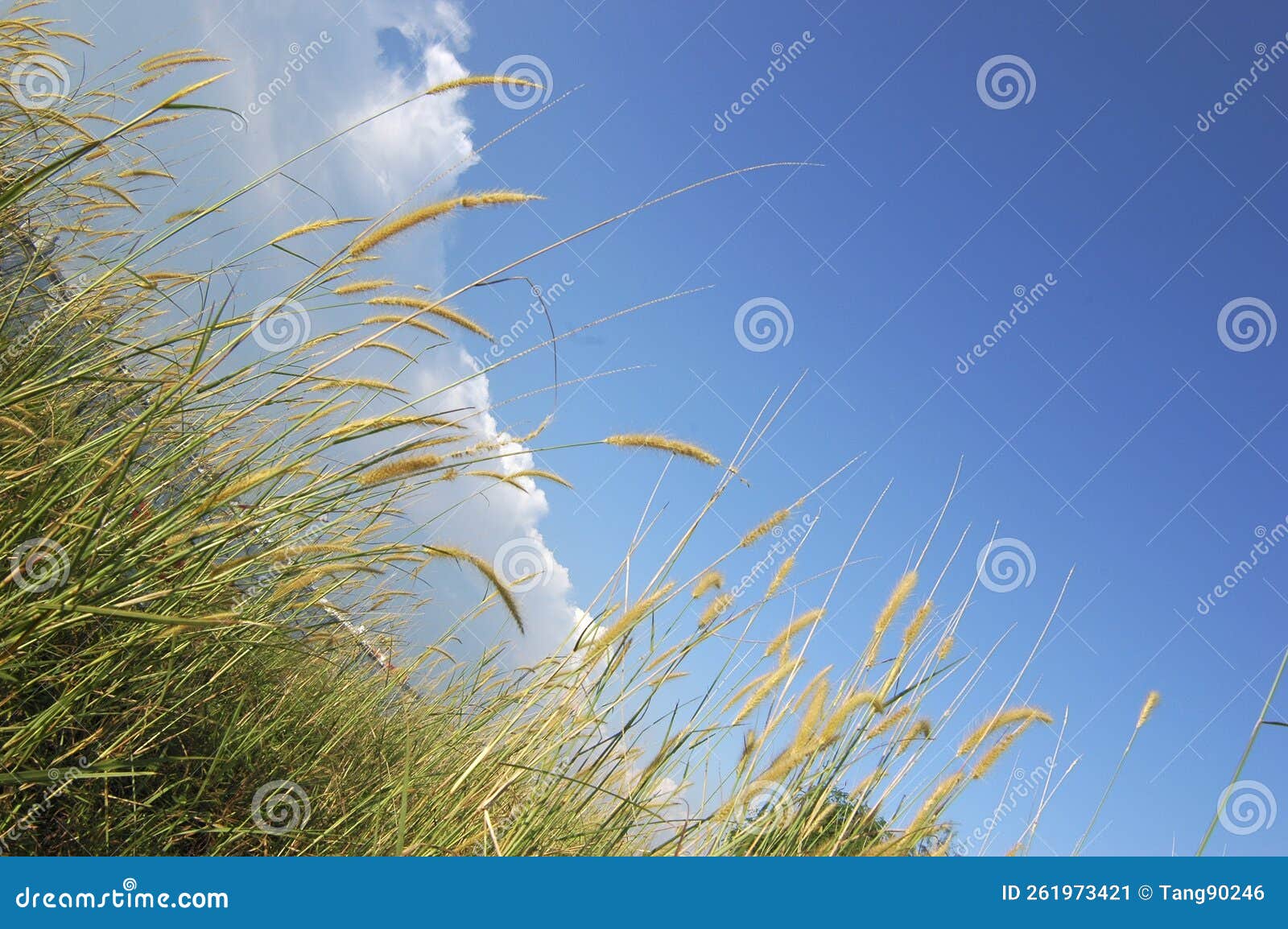 Tall Green Weed Grass Field with Blue Sky Stock Image - Image of sedge ...