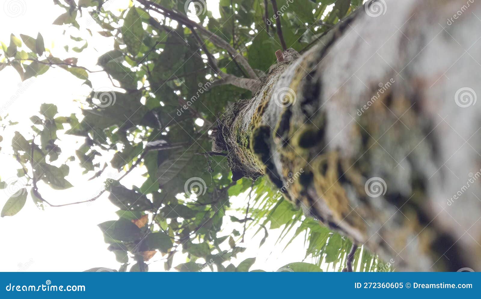 A Tall Growing Greeting Tree Stock Image - Image of jungle, green ...