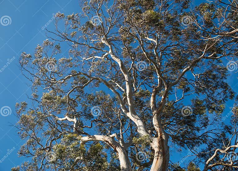Tall gum tree stock image. Image of nature, tall, bush - 37990903