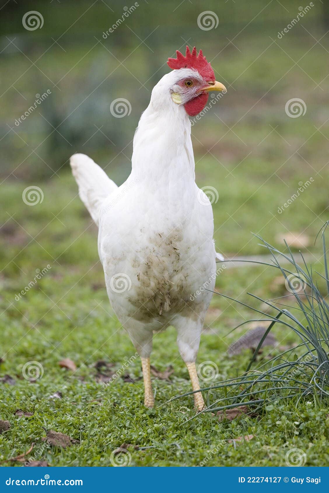 Tall hen stock image. Image of animal, orange, green - 22274127