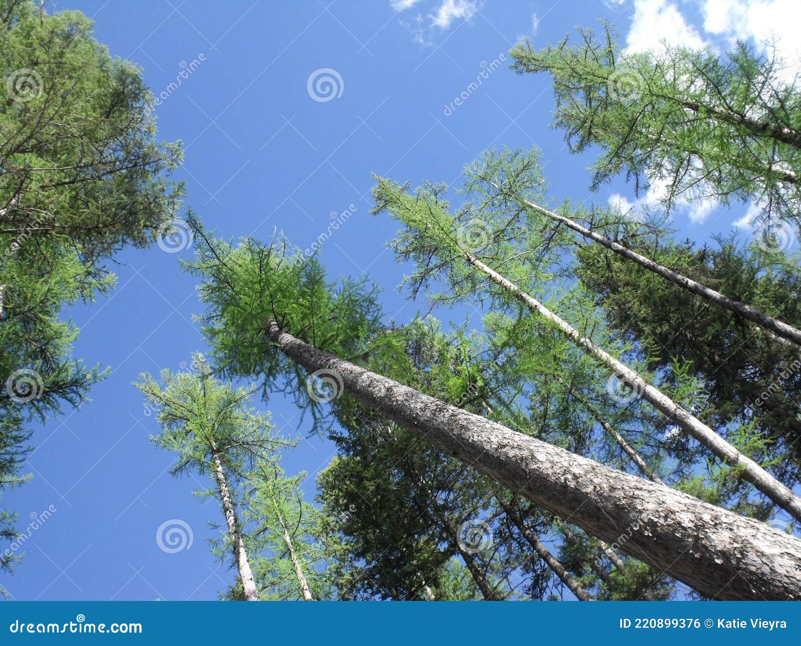 Tall Larch Trees, Kalispell, MT Stock Photo - Image of nature ...