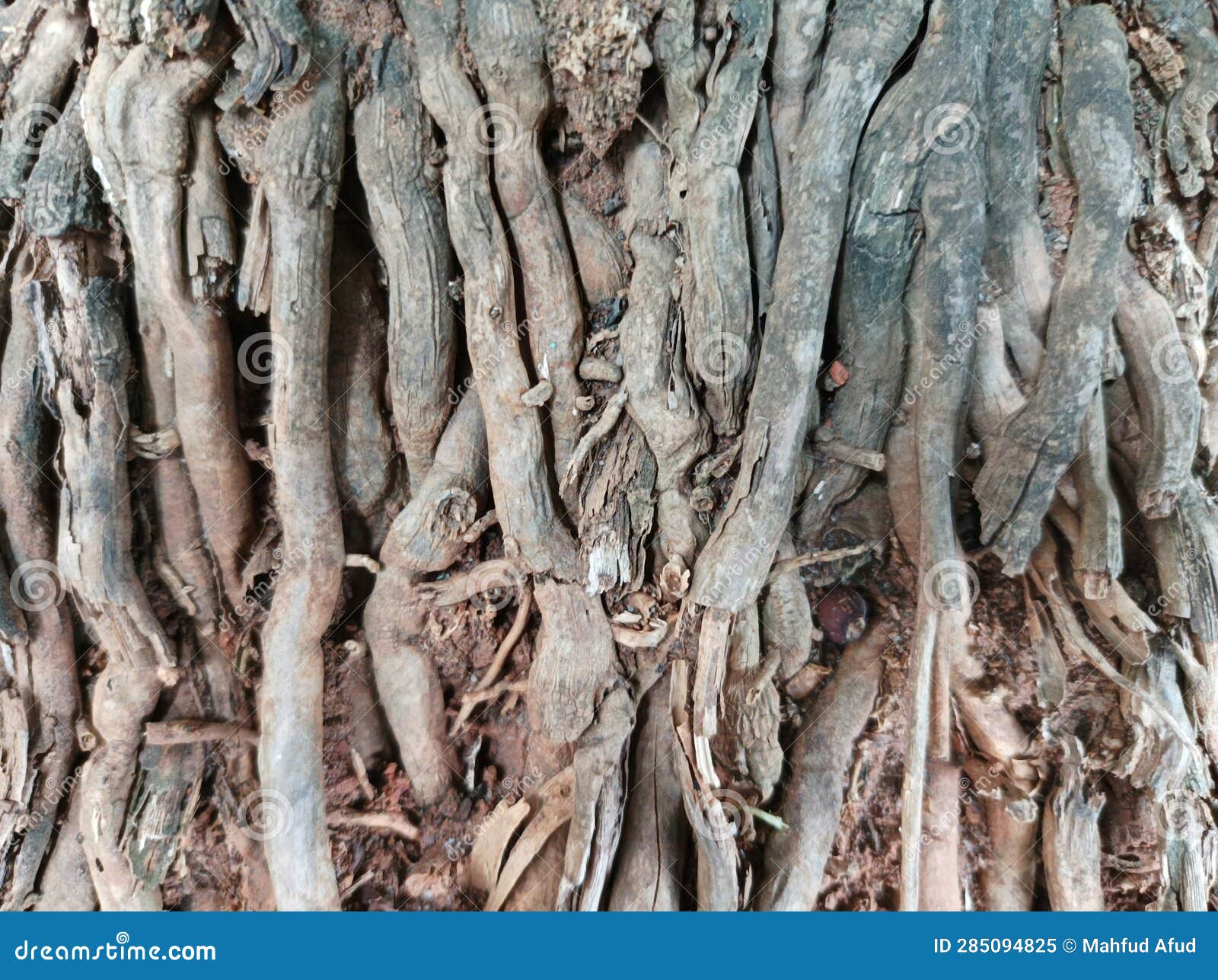 Tall and Large Palm Tree Roots Stock Image - Image of tree, palm: 285094825