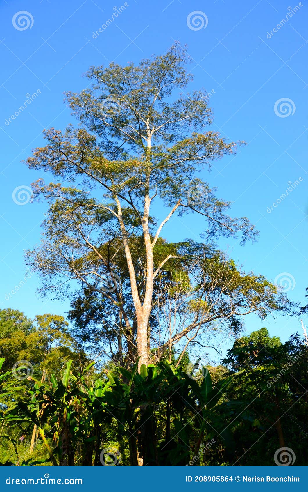Big Green Tree in the Outdoor Forest Stock Photo - Image of blue, color ...