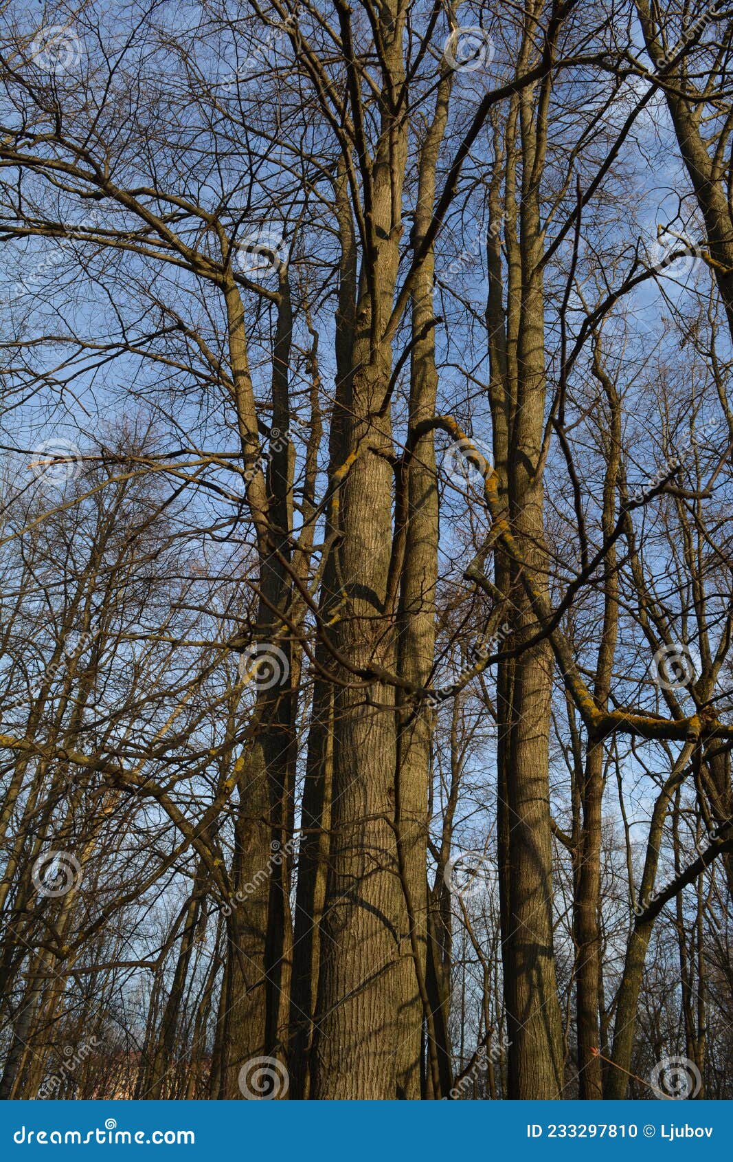 Tall Leafless Tree with Many Trunks in Early Spring Stock Photo - Image ...