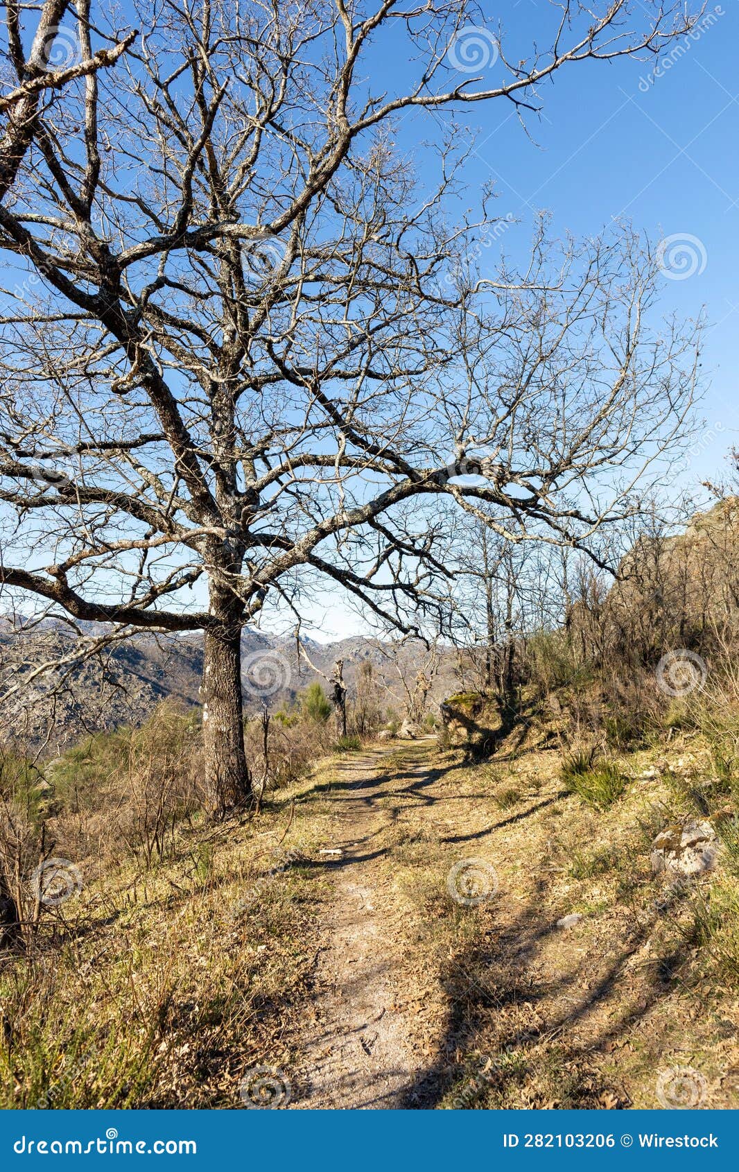 Tall Leafless Tree by a Narrow Pathway on the Hillside. Stock Photo ...