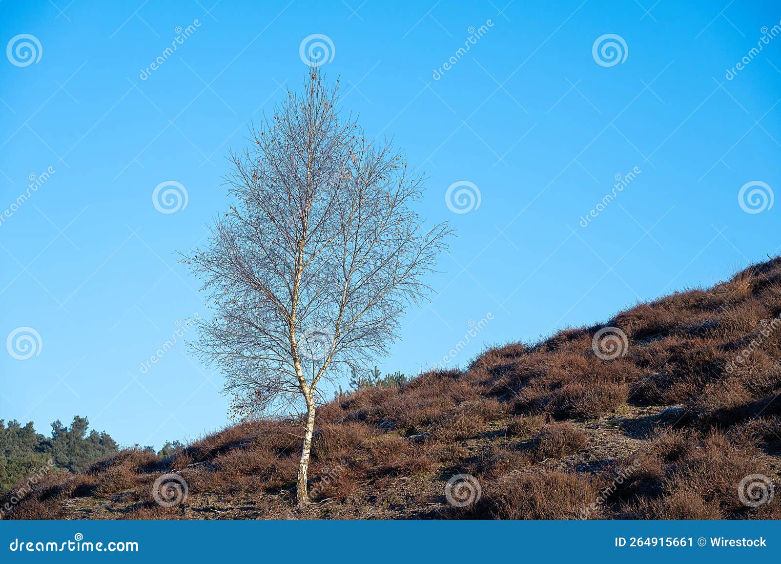 Tall Leafless Tree on the Slope of a Hill Under the Blue Sky Stock ...