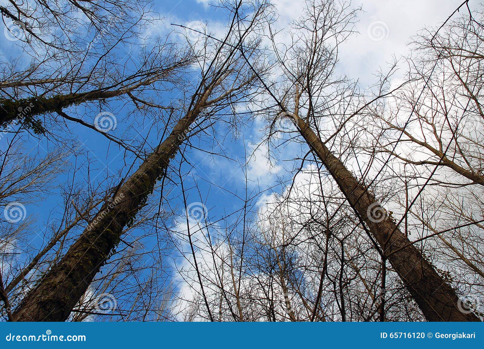 Tall leafless trees stock photo. Image of leafless, branch - 65716120