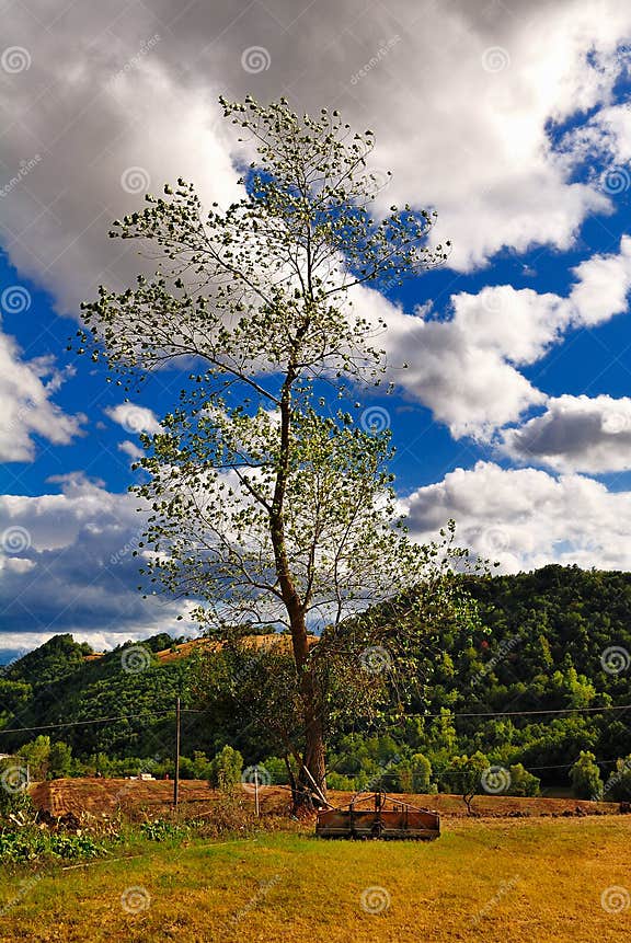 Tall leafy tree and clouds stock photo. Image of grass - 8036336