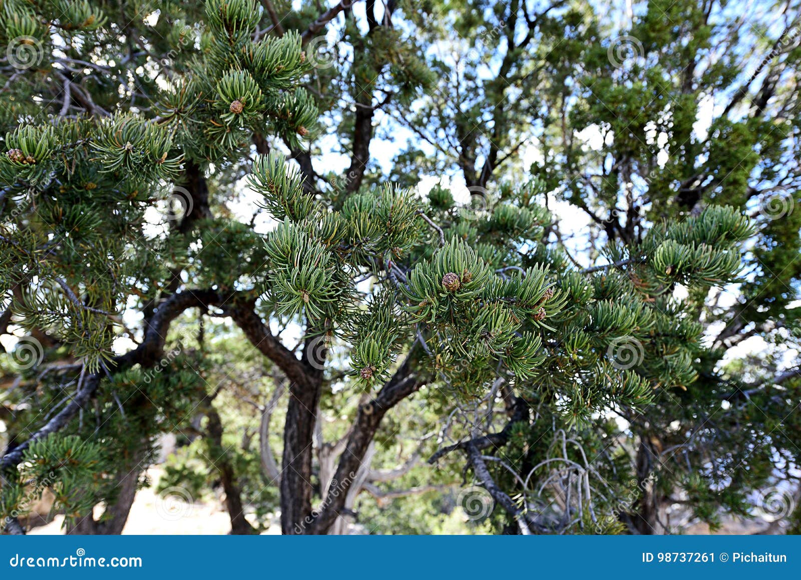 Pine tree stock image. Image of plant, pine, park, evergreen - 98737261