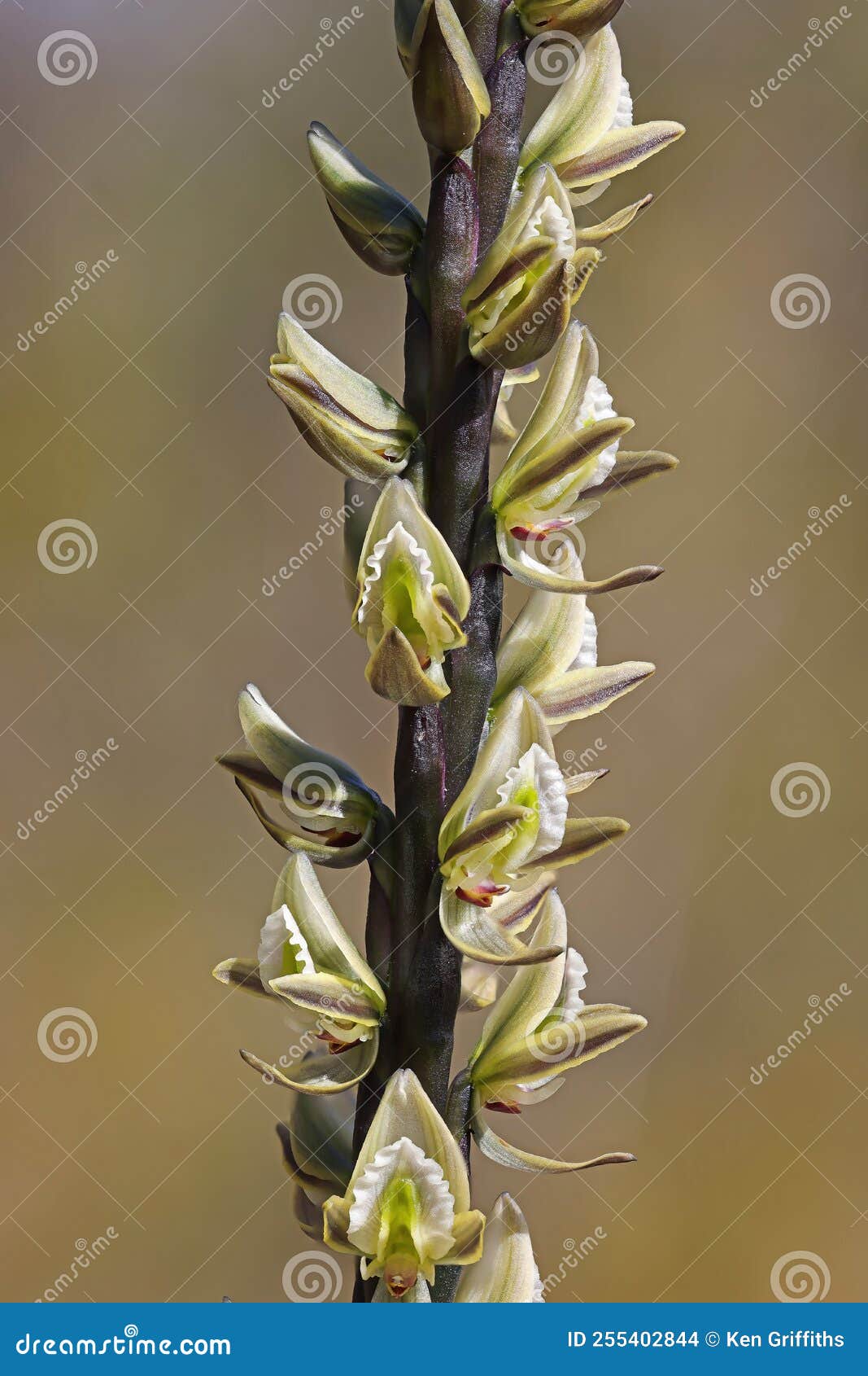 Tall Leek Orchid stock photo. Image of orchid, australia - 255402844