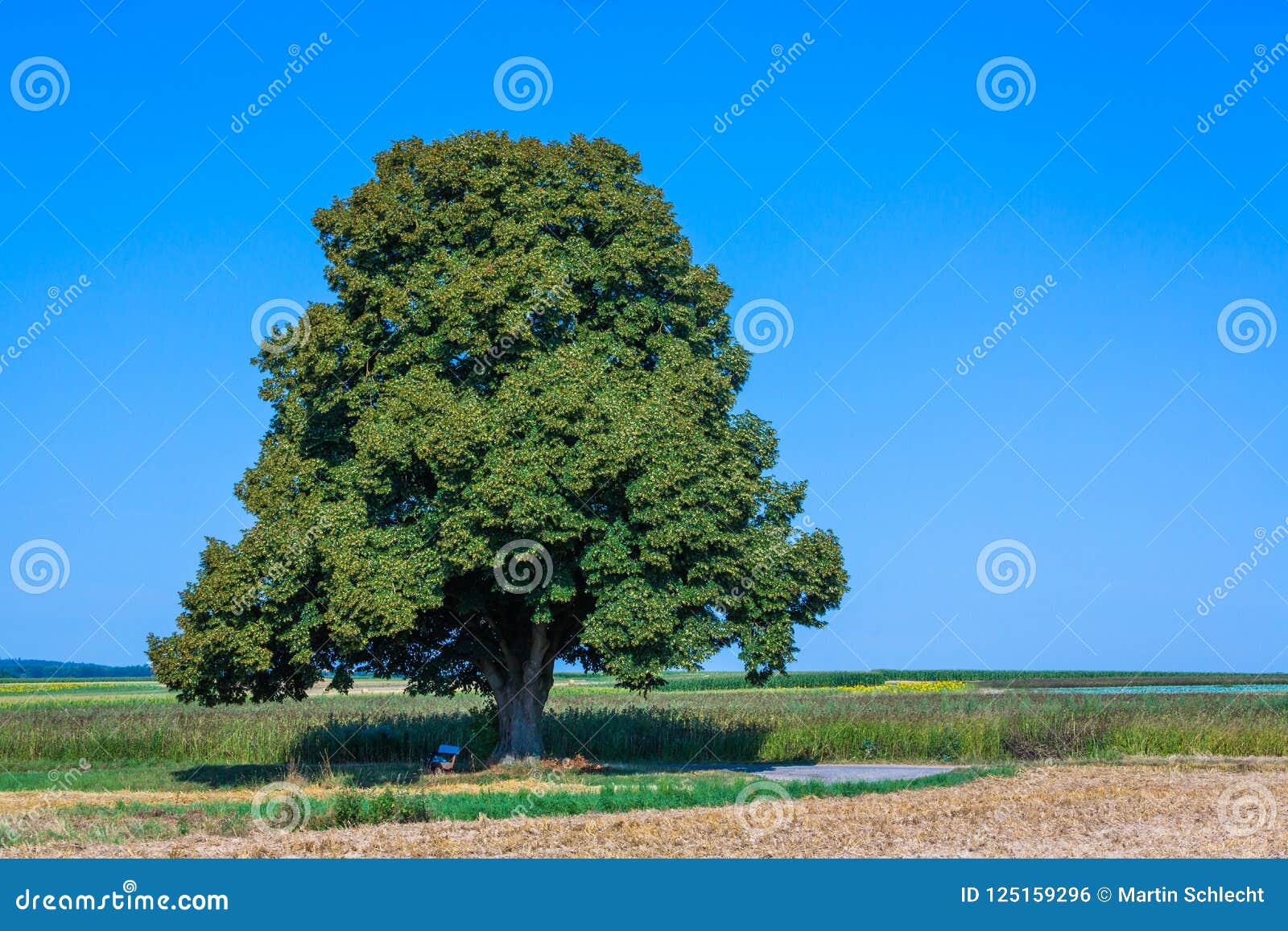 Tall Lime Tree in the Landscape Stock Photo - Image of outdoor, tree ...