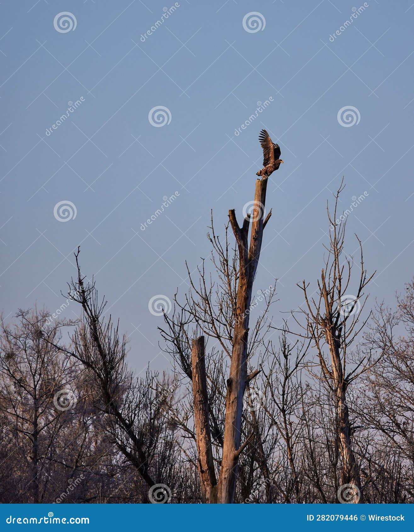 A Tree Trunk that Has Some Very Thin Branches and Two Birds Sitting in ...