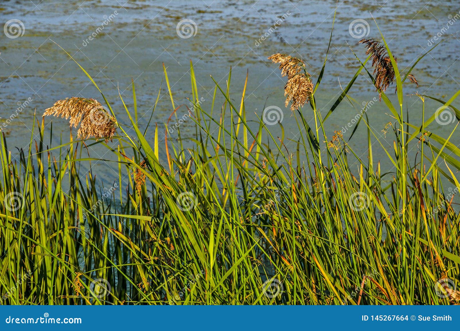 Tall Maiden Grass stock photo. Image of nature, grasses - 145267664