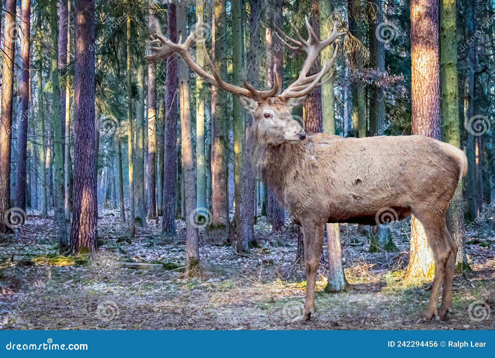 A Tall Male Deer Standing in the Forest Stock Photo - Image of scenic ...