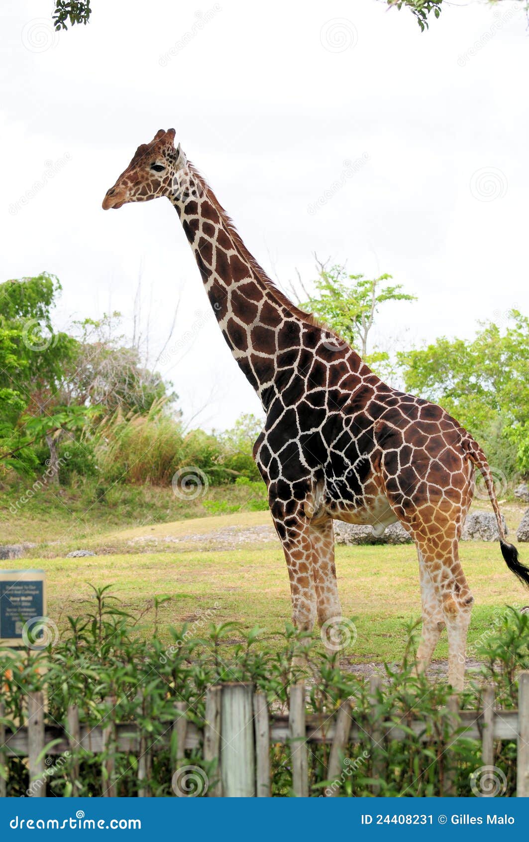 Tall Male Giraffe stock image. Image of wild, tropical - 24408231