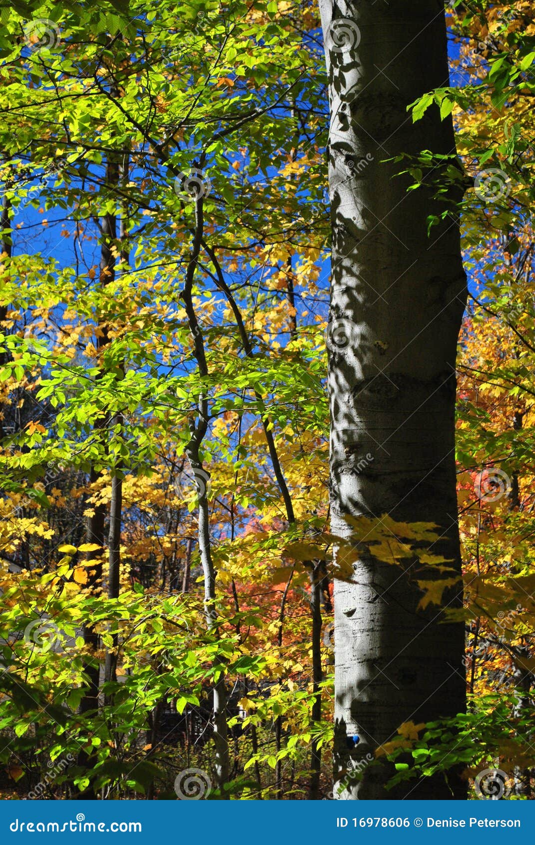 Tall Maple stock photo. Image of autumn, vegetation, maple - 16978606