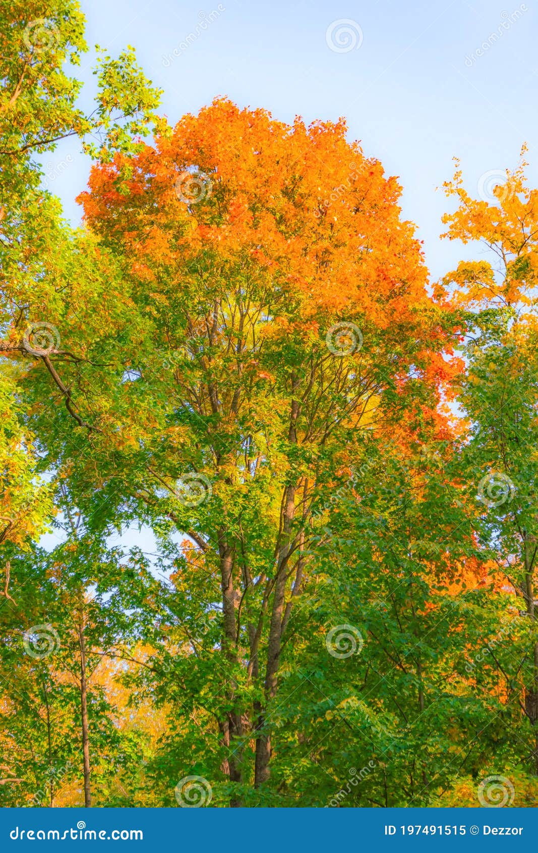 Tall Maple Tree with Autumn Color of the Leaves of the Crown of a Tree ...