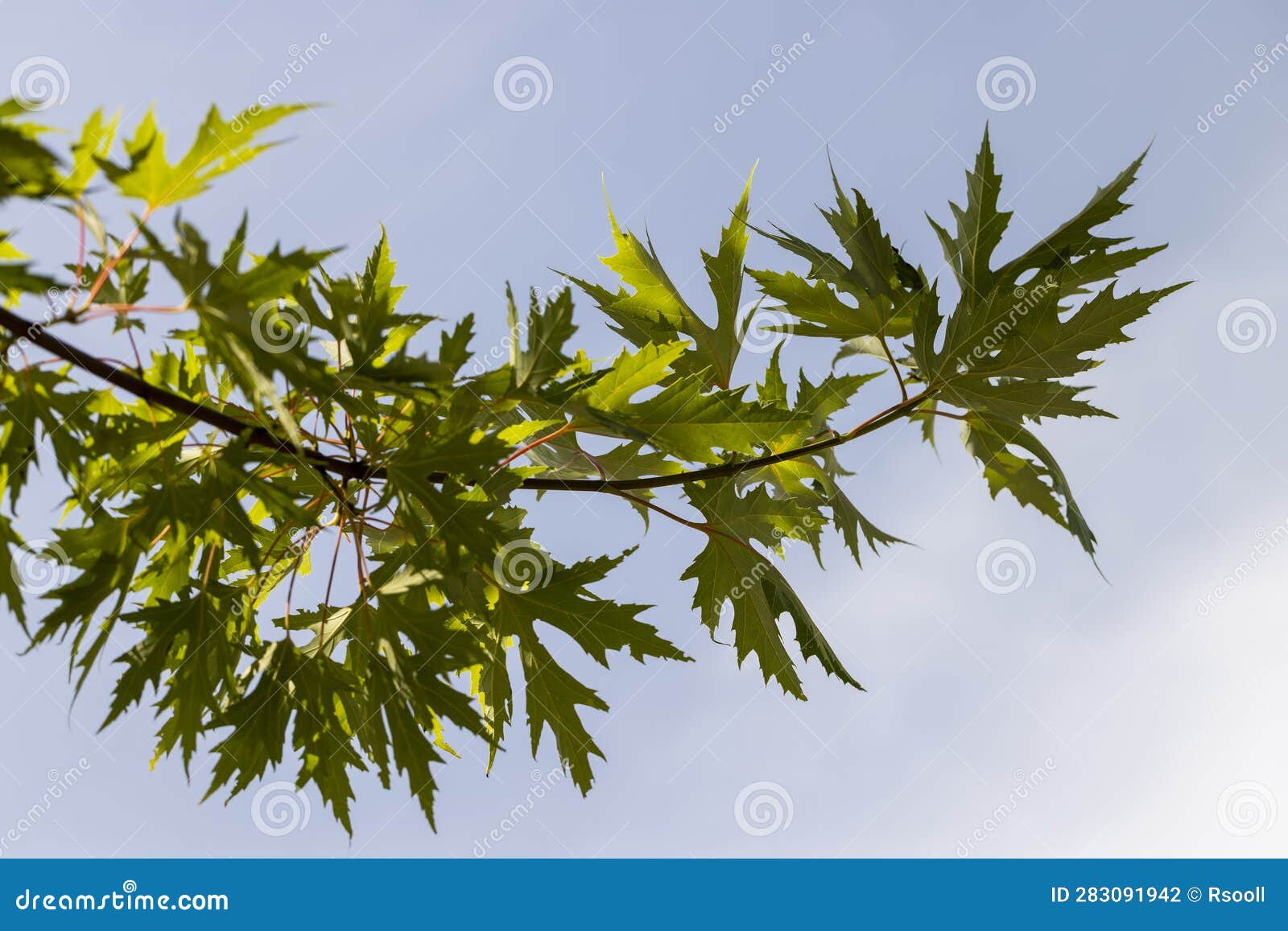 Tall maple tree in summer stock photo. Image of scenery - 283091942