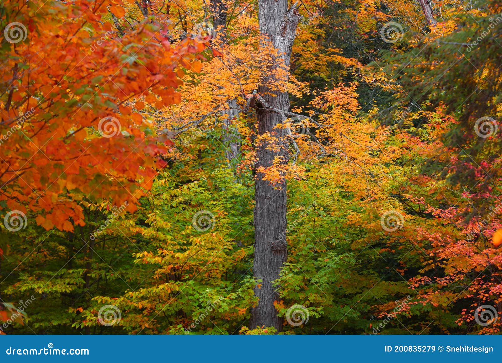 Tall Maple Tree Surrounded with Fall Foliage Stock Image - Image of ...