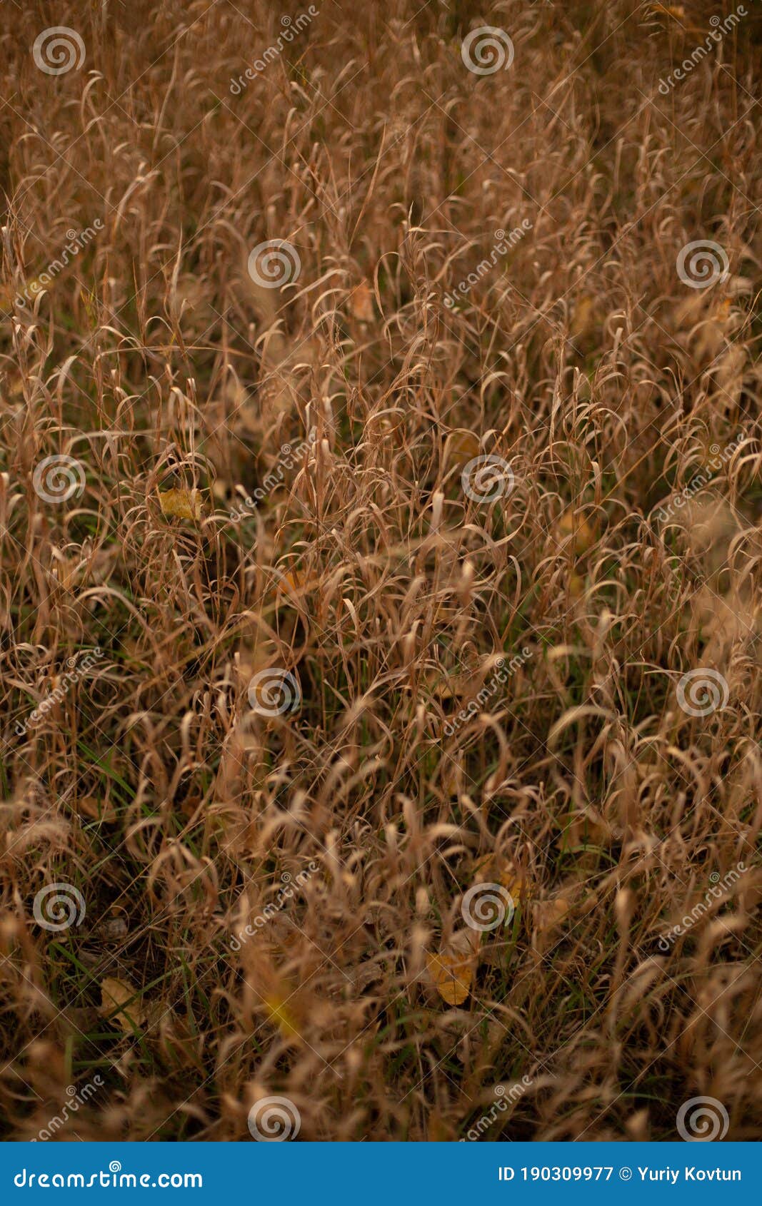 Tall Meadow Grass Close Up Seeds Mature Stock Image - Image of autumn ...