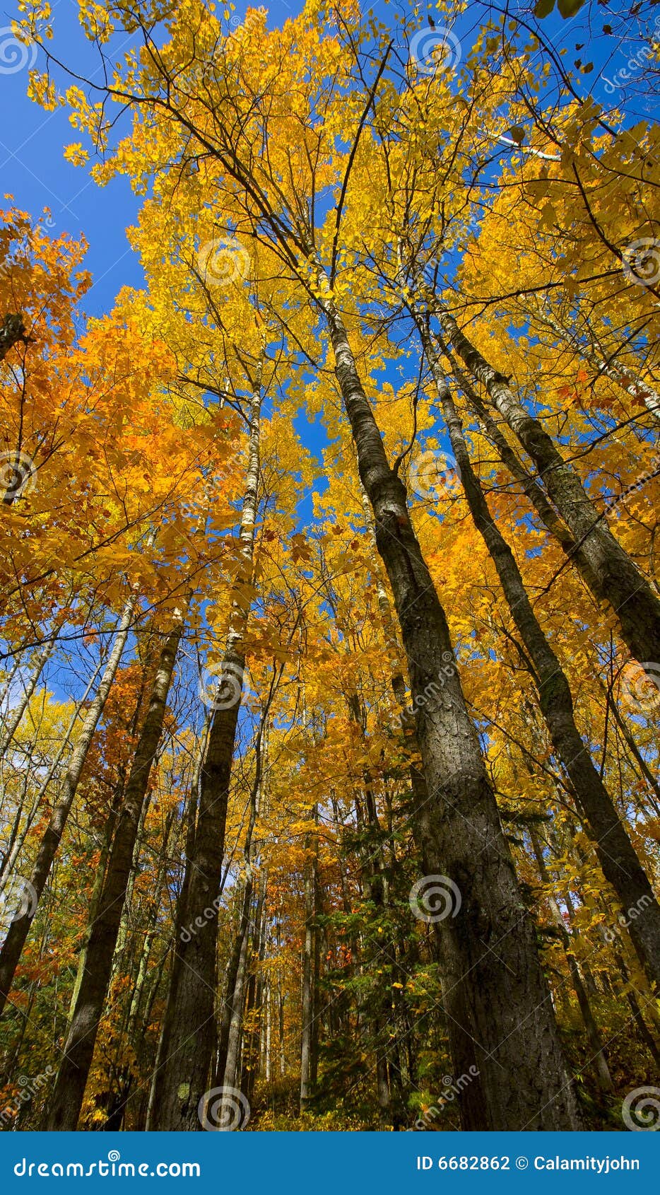 Tall Minnesota October Gold Under Blue Sky Stock Photo - Image of leaf ...